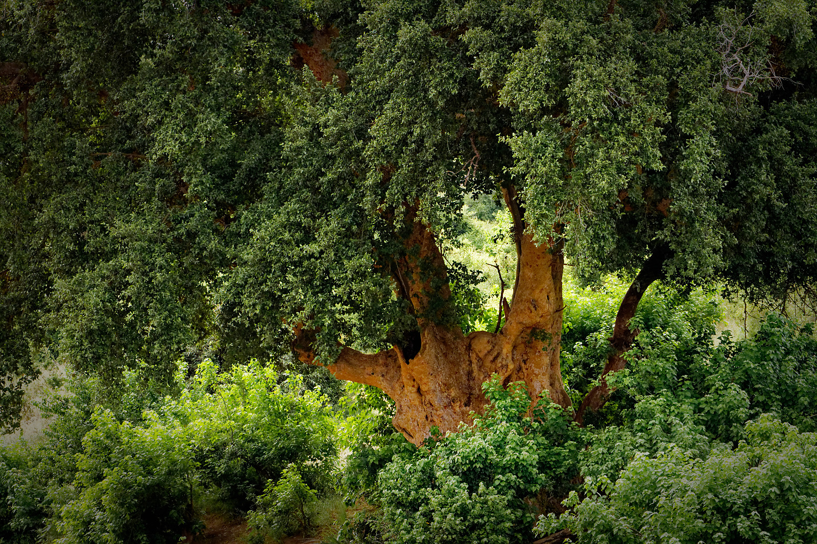 Archives des Sycomore | Le goût d'ailleurs - Blog de voyages