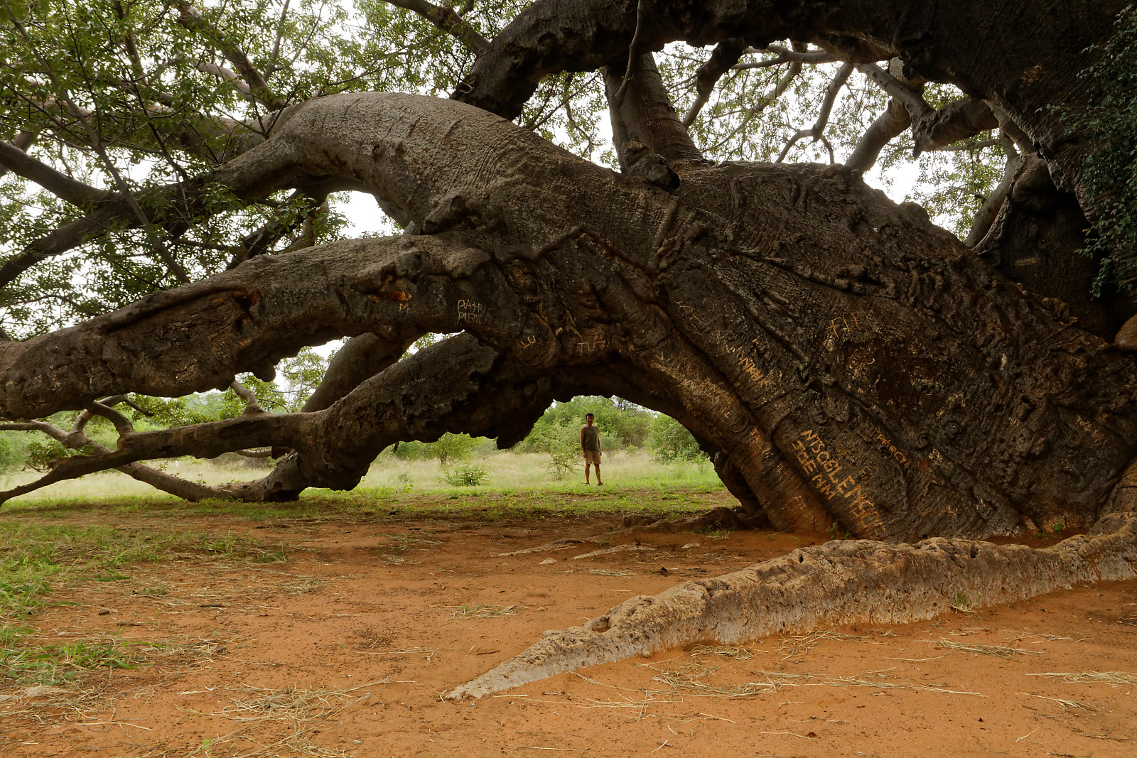 Archives des Baobab de Sagole | Le goût d'ailleurs - Blog de voyages