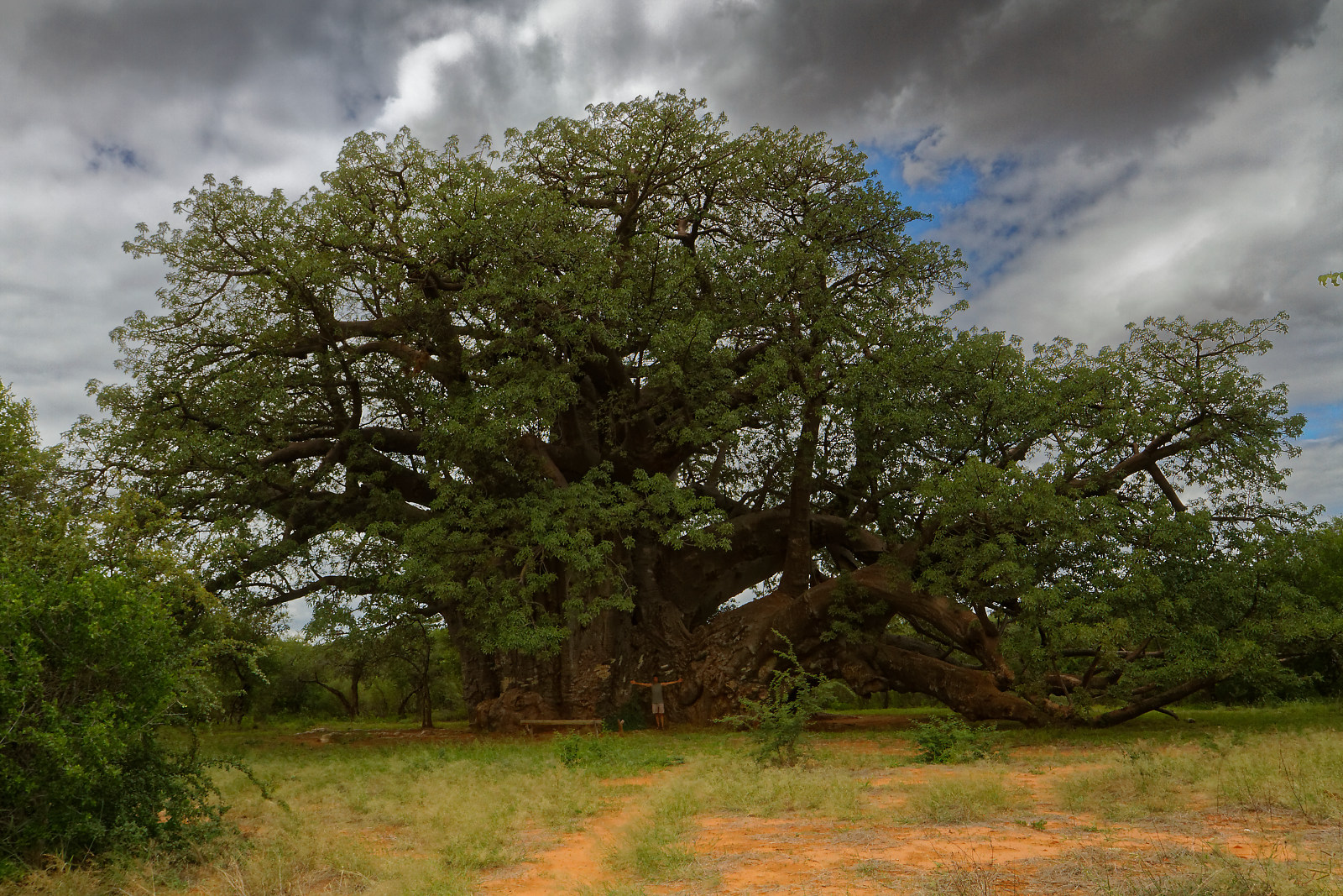 Archives des Baobab de Sagole | Le goût d'ailleurs - Blog de voyages