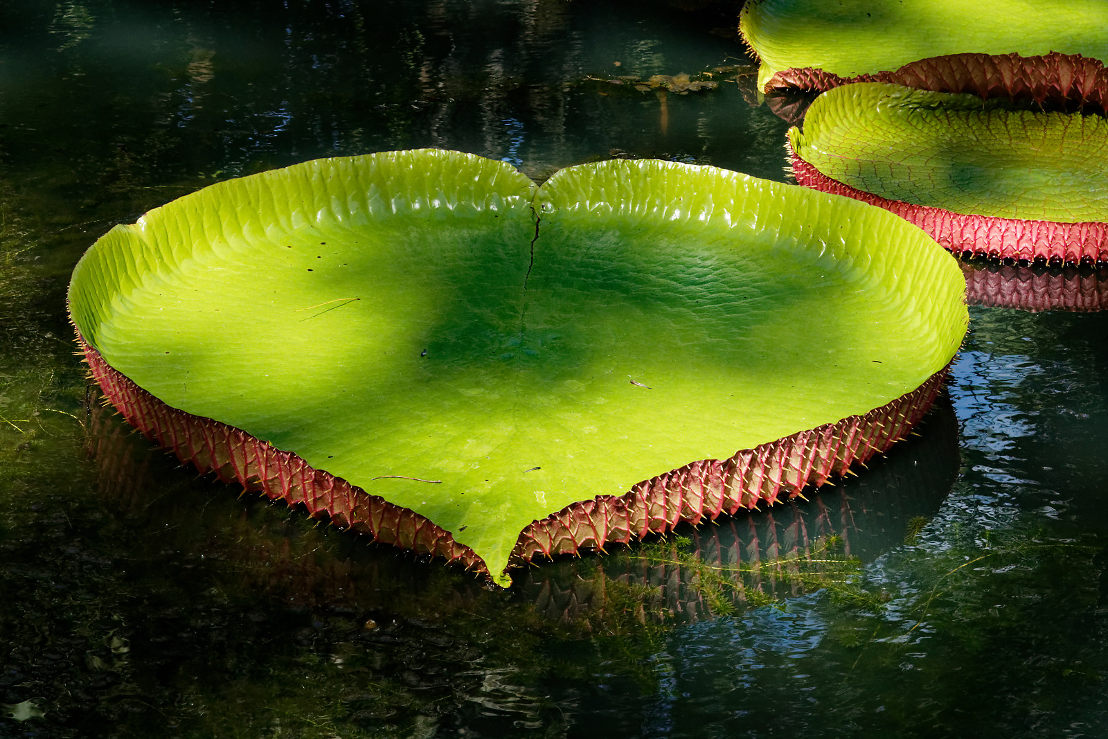 Archives des jardin de Pamplemousse | Le goût d'ailleurs - Blog de voyages