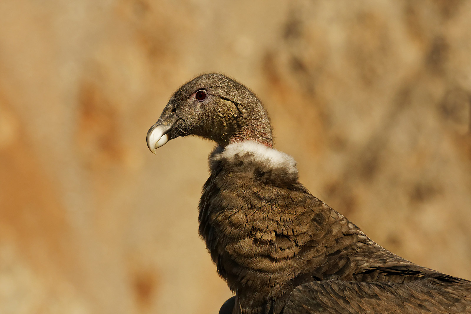 Condors des Andes | Le goût d'ailleurs - Blog de voyages